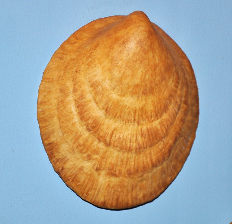 Los Moluscos que regresaron de entre los muertos