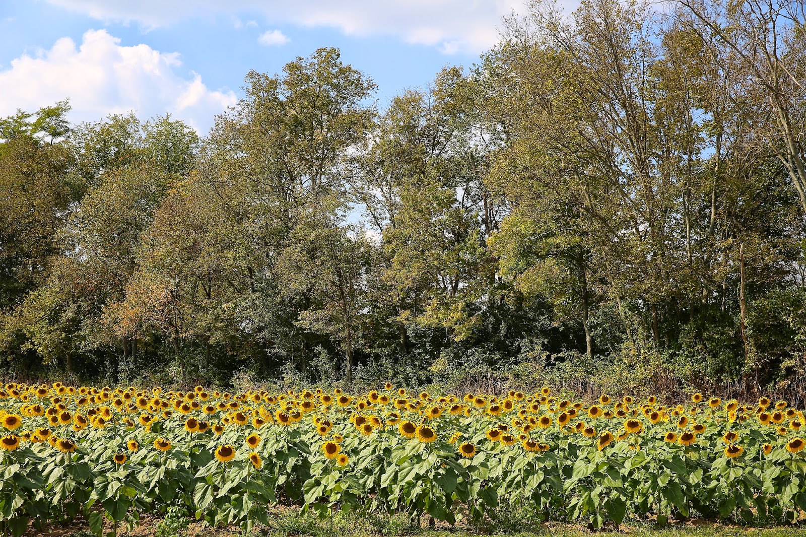 Sweet Southern Days: Scenic Backroads of Rural Kentucky
