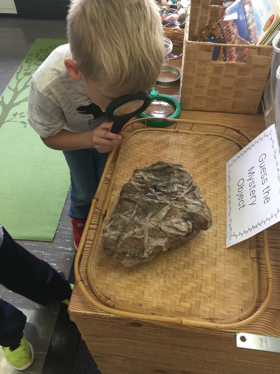 Positivity Project: Curiosity - Roots and Wings