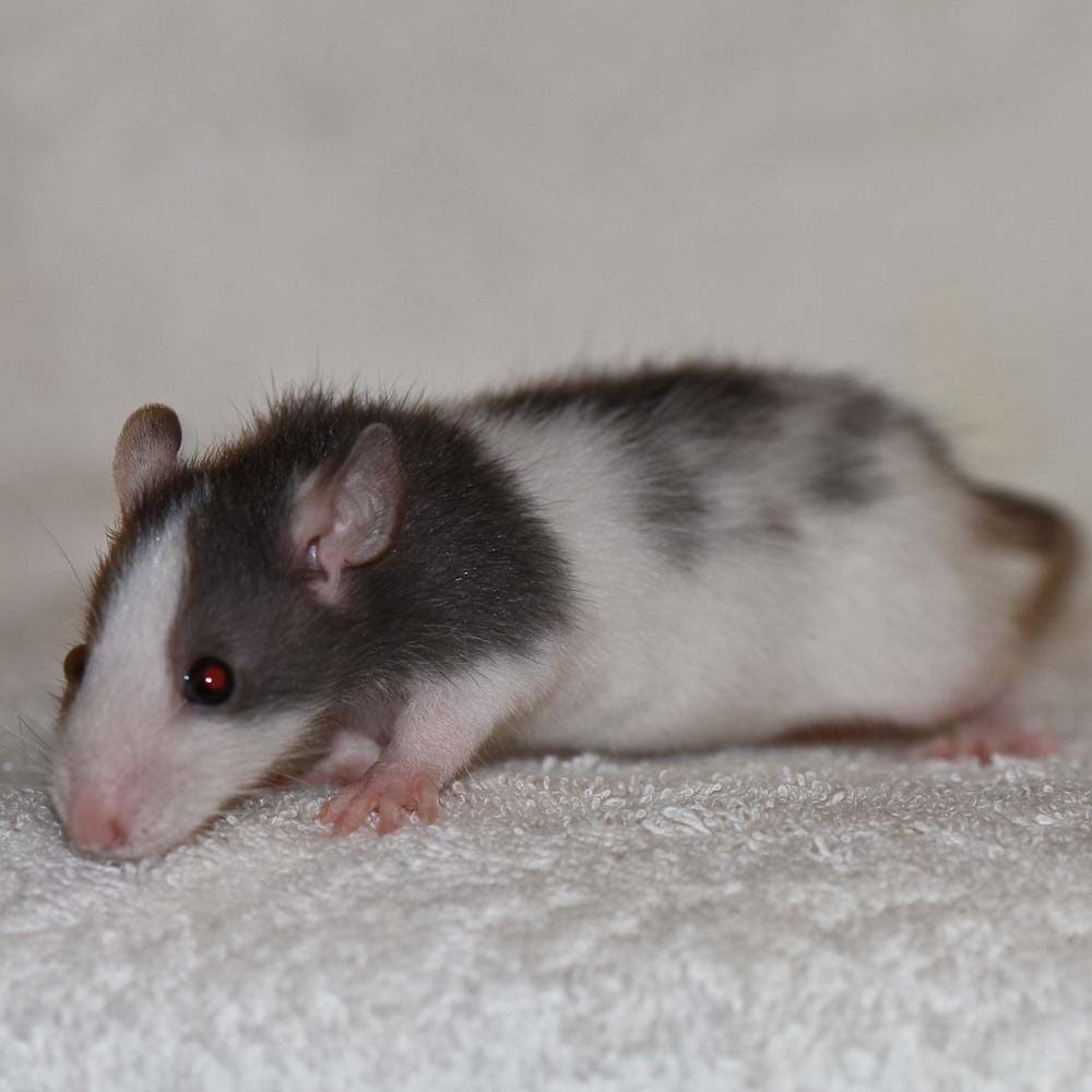 Rats From Mars Fancy Rat Rattery Phoenix Arizona Harley Dumbo Rats