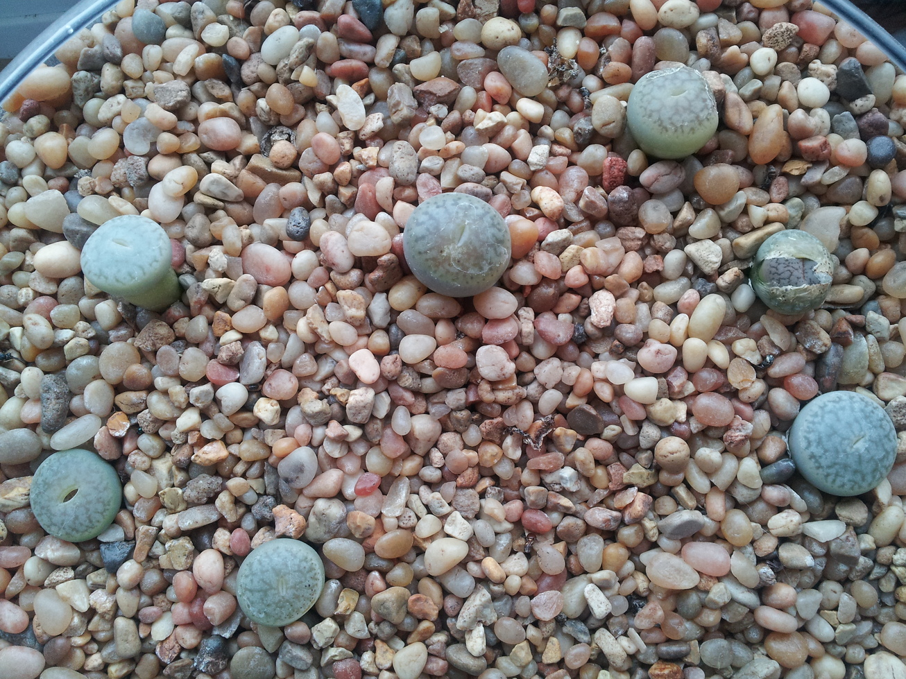 Plant Zone: My Lil' Lithops