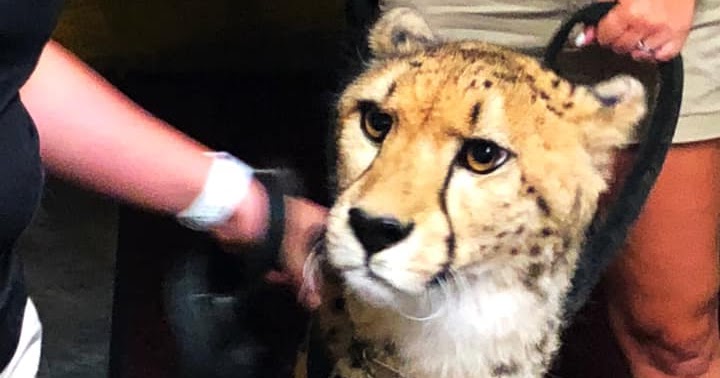 Collecting My Thoughts: Lakeside 2019, Columbus Zoo Animals and Suzi Rapp