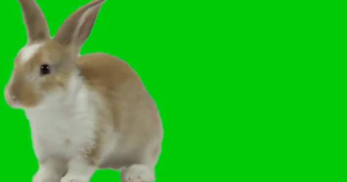 Rabbit green screen video||Animal green screen video download - V4YT