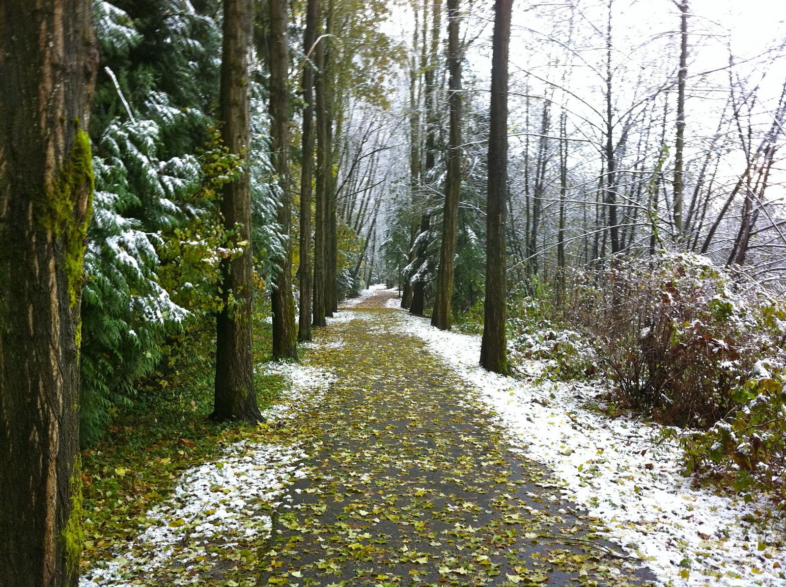 Beck Bulletin: November Snow