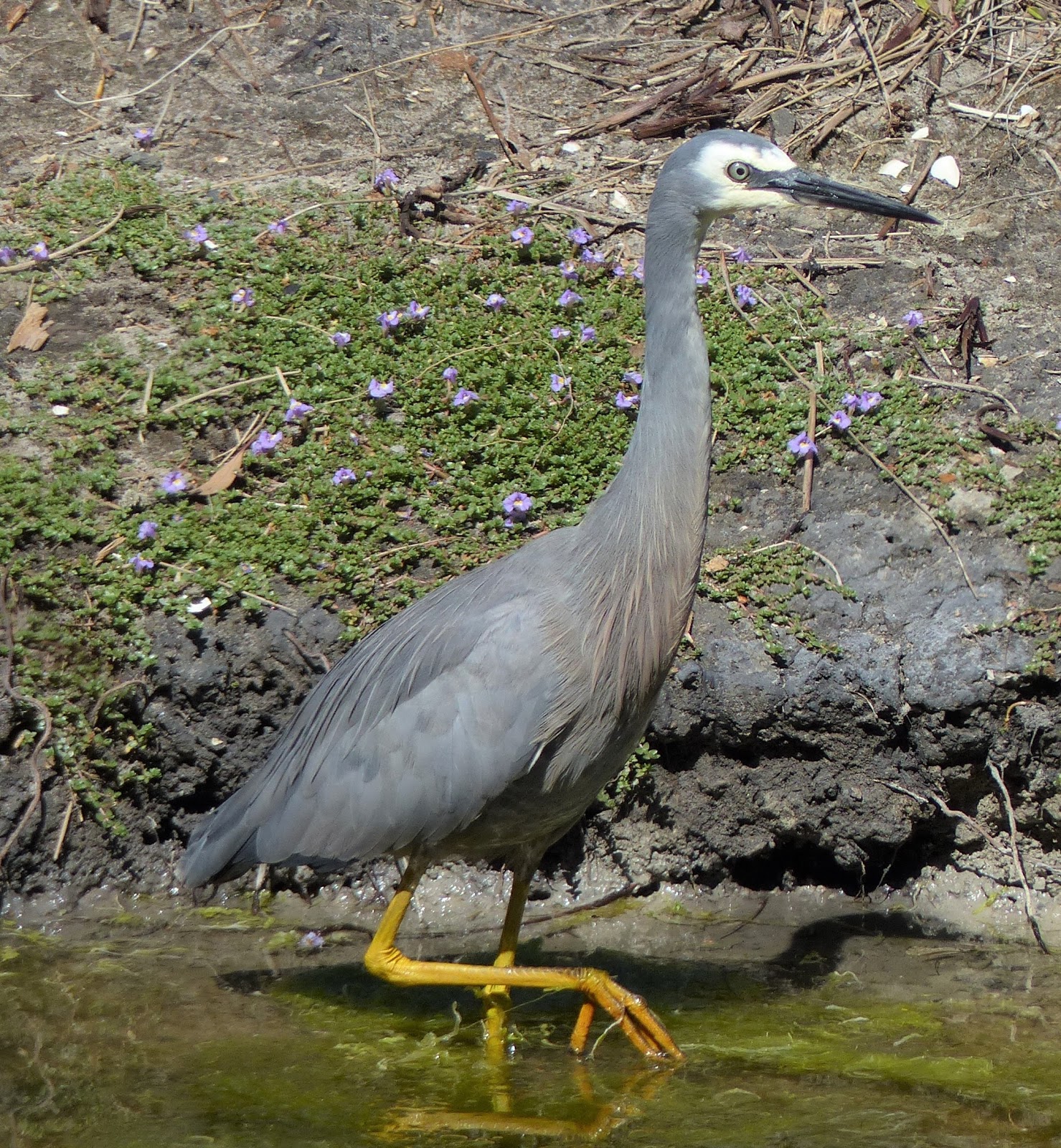 A Field Notebook: Westgate Park, Melbourne