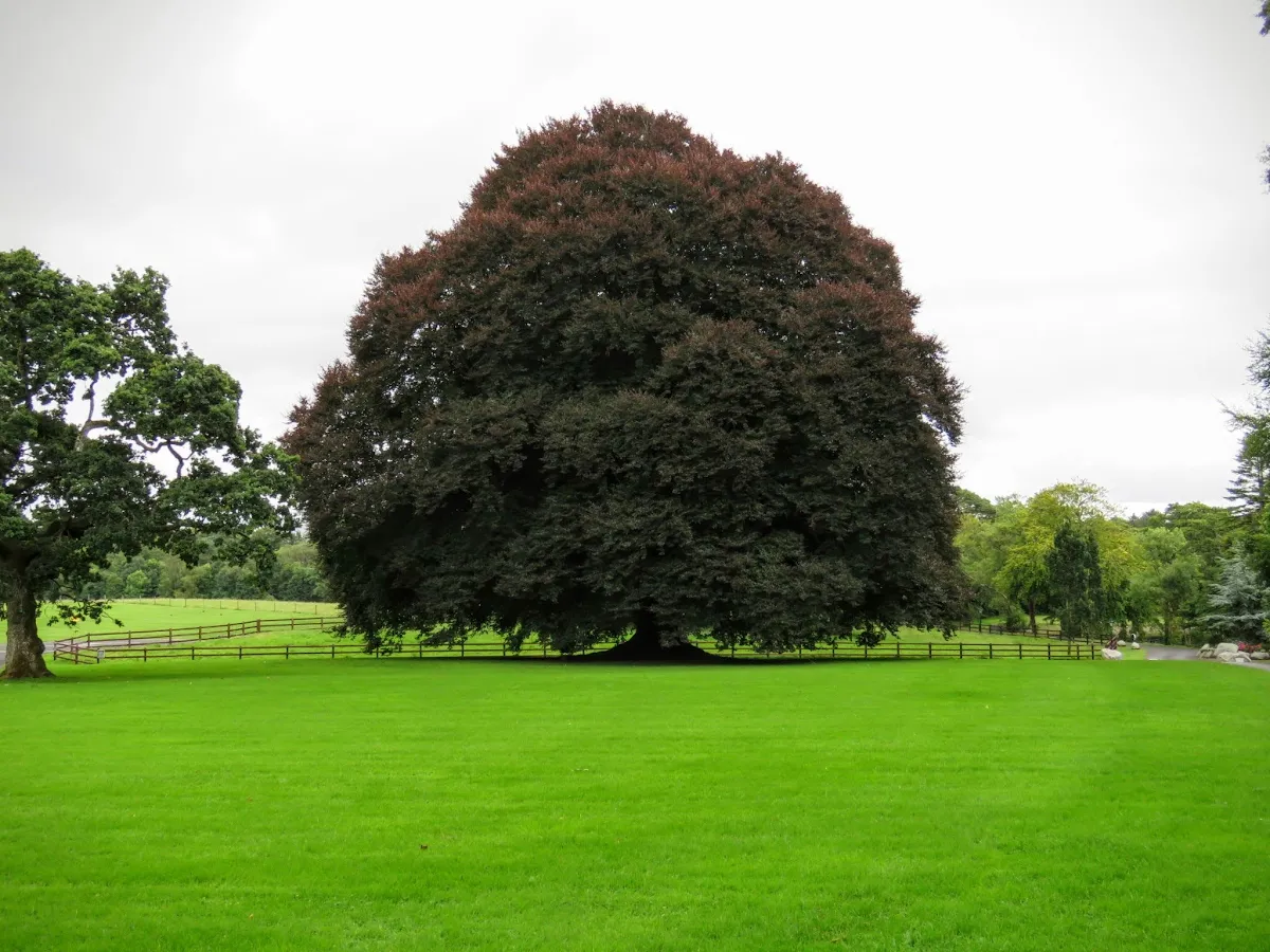 Your Dublin to Sligo Road Trip: 21 Great Yeats-Inspired Places to See ...