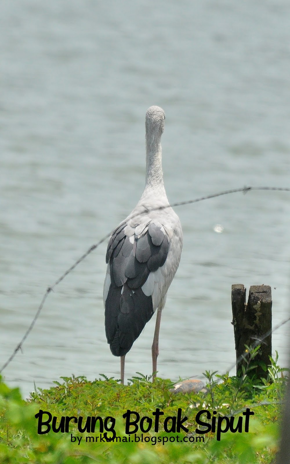 mrkumai.blogspot.com: Koleksi Burung: Burung Botak Asia (Asian Openbill ...