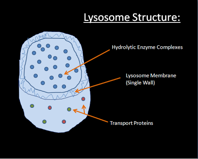 The Fundamental Unit of Life Blog 5