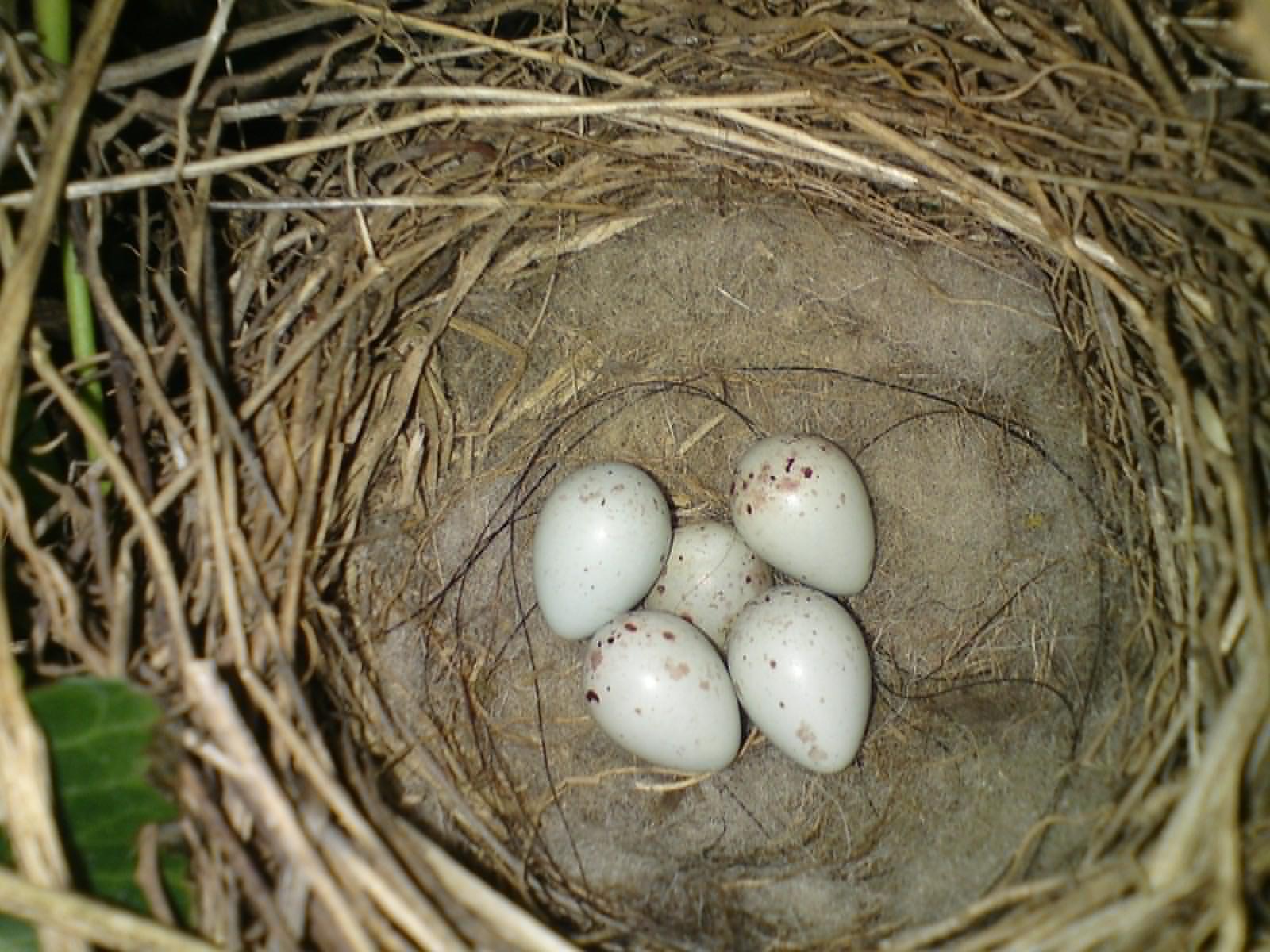 South Notts Ringing Group: May 2012