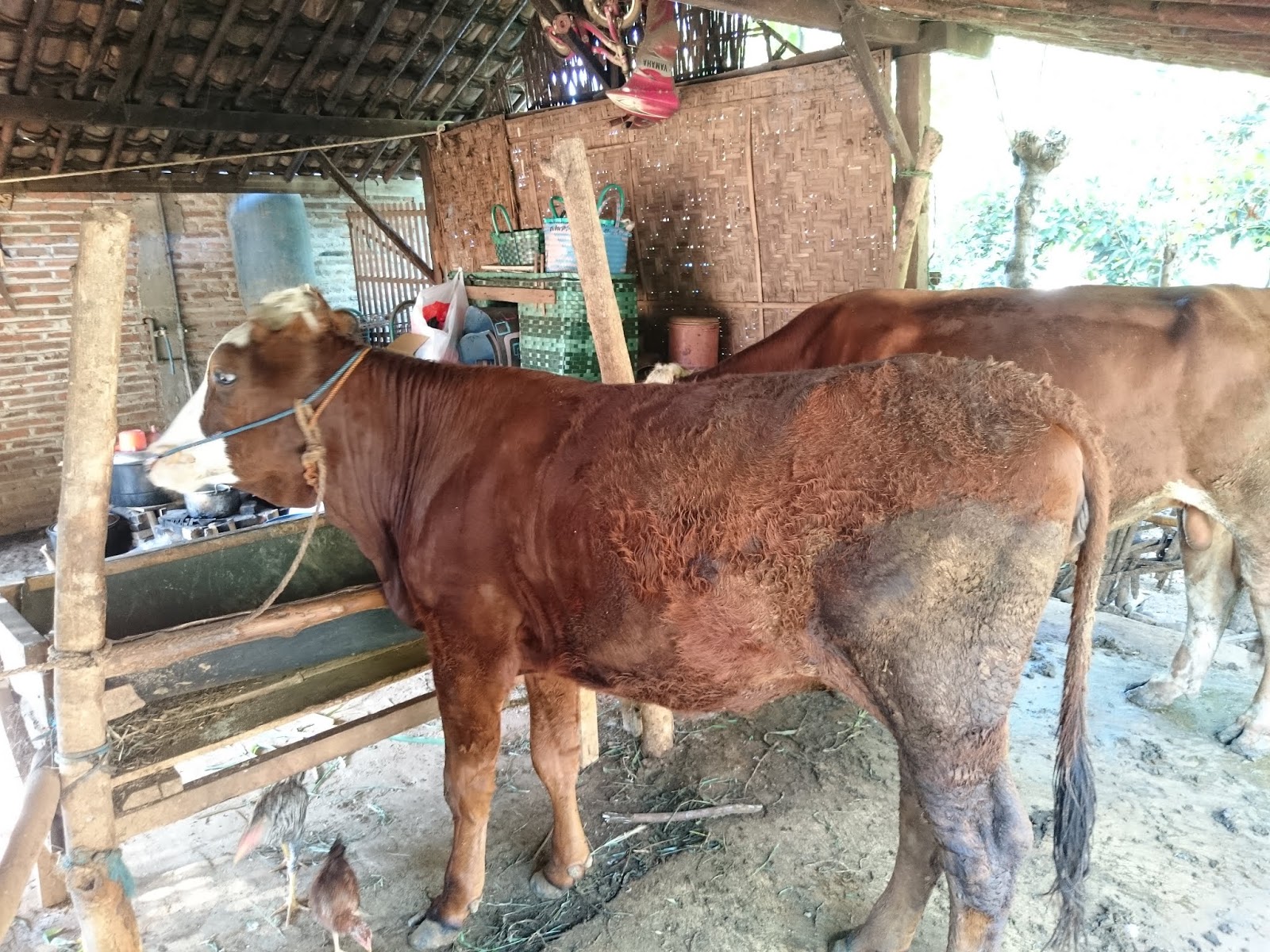 Gambar sapi simental keren - Joynim Farm