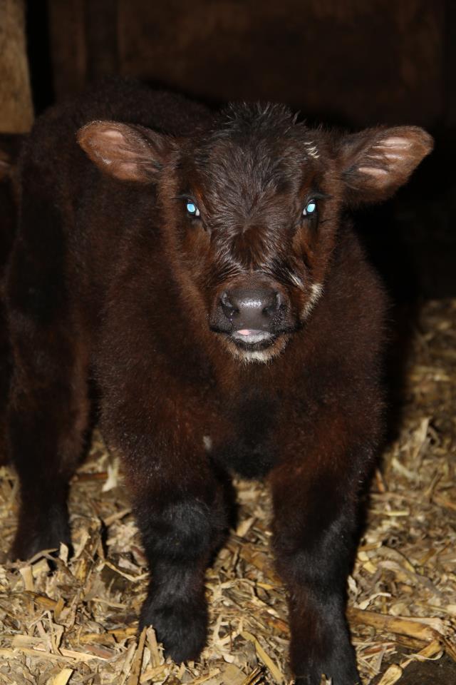 Lautner Farms: Kastel Show Cattle - Bodacious Bull Calf