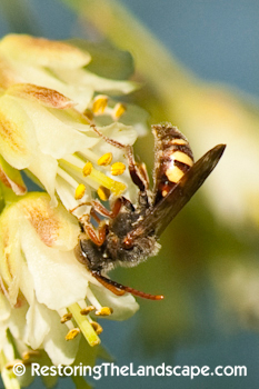 Restoring The Landscape With Native Plants: Native Bee Spotlight ...
