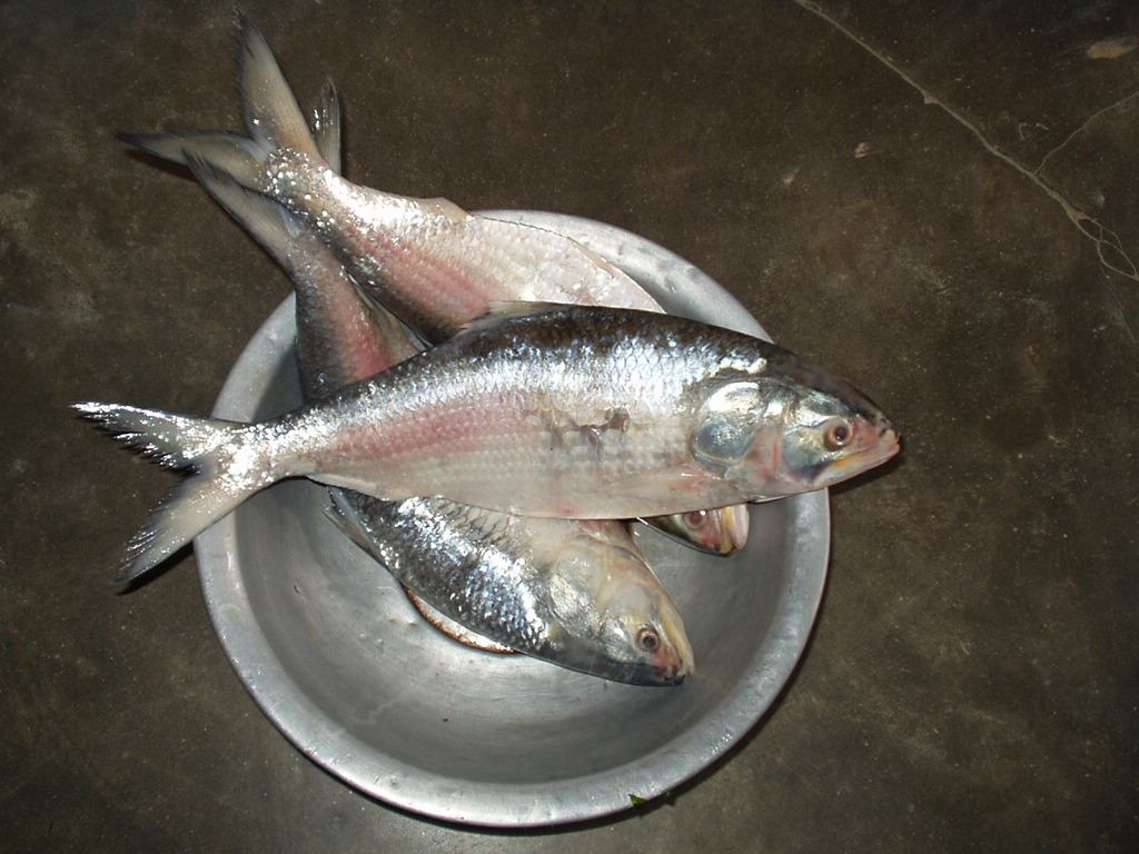National fish of Bangladesh