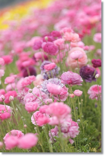 Fält av ranunkler // Fields of Ranunculus | Svenska Blomsterbloggar ...