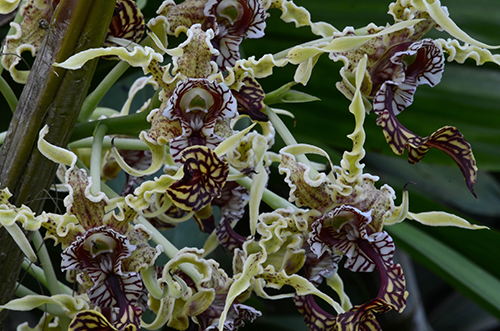 The Orchid Column: Dendrobium spectabile