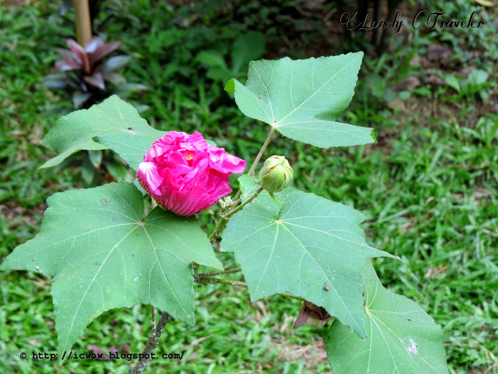 Changeable rose - Hibiscus mutabilis