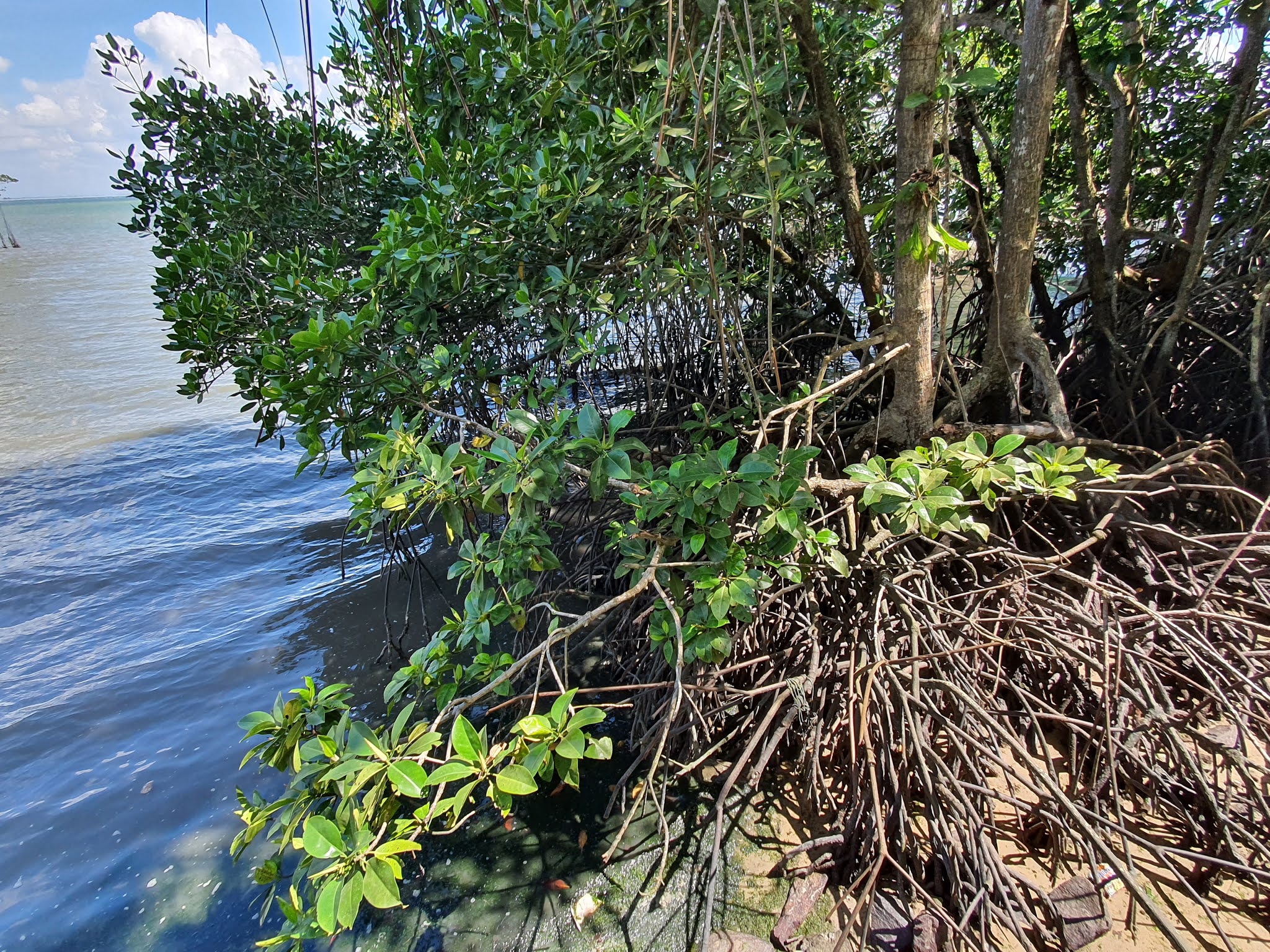Mangrove