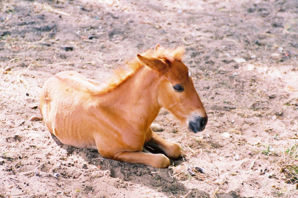 De Raça, é o meu Coração!: Poliartrite em Potros