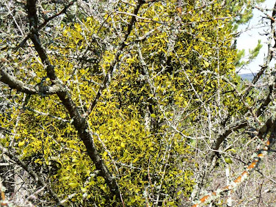 Wildflowers of Andalucia: Viscum cruciatum