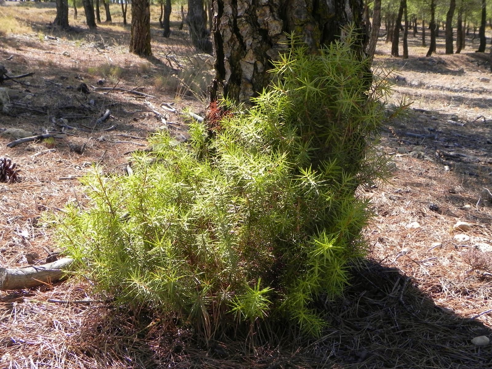 ARBA Albacete - Chinchilla de Montearagón: Año del zorzal 2015