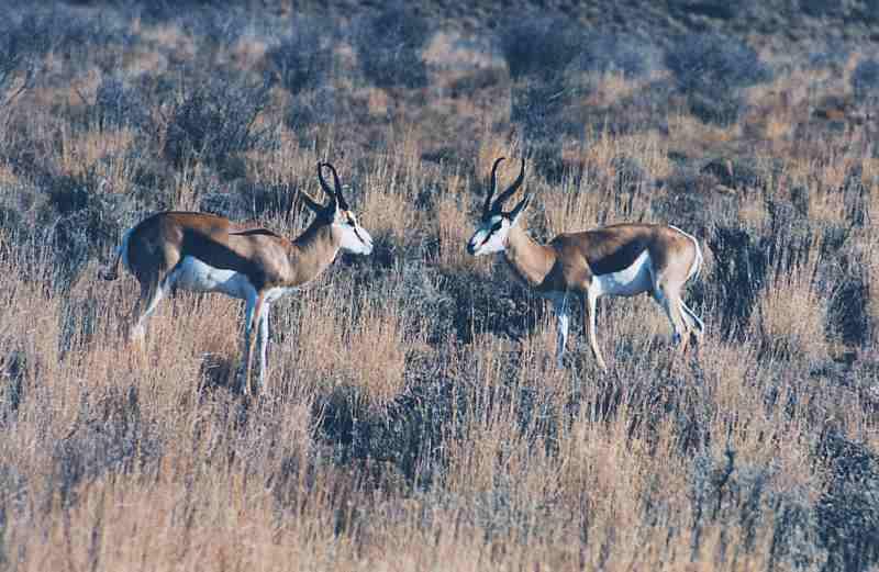Bontebok National Park