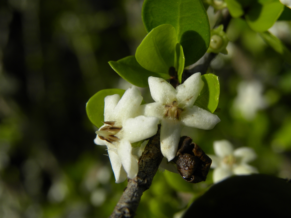 PLANT FAMILIES OF PUERTO RICO AND FLORIDA PAPO VIVES: RUBIACEAE ...