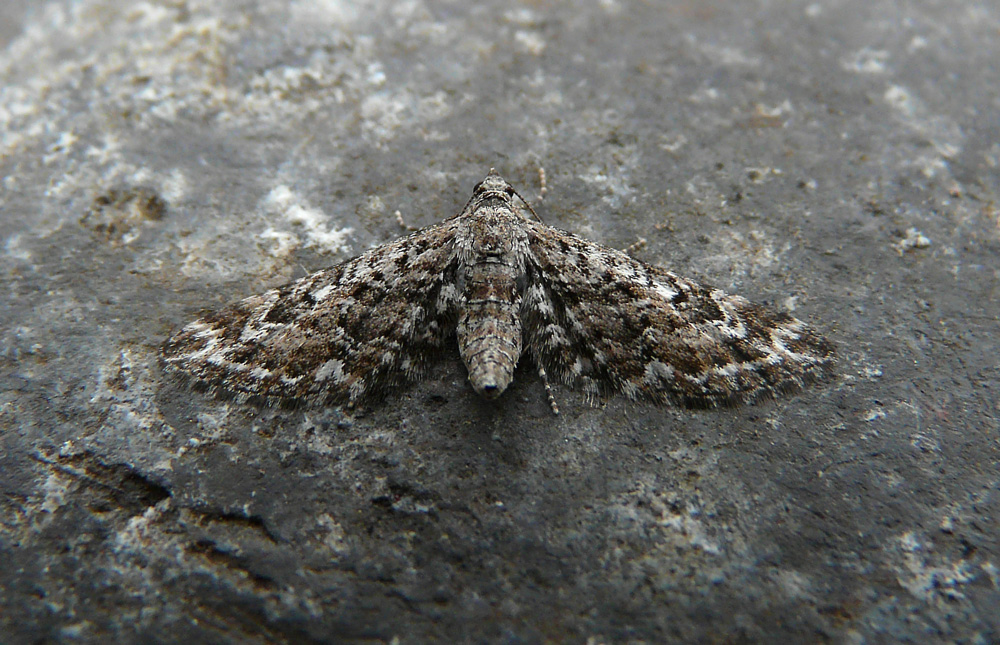 The Orthosia Enthusiast: June 2011