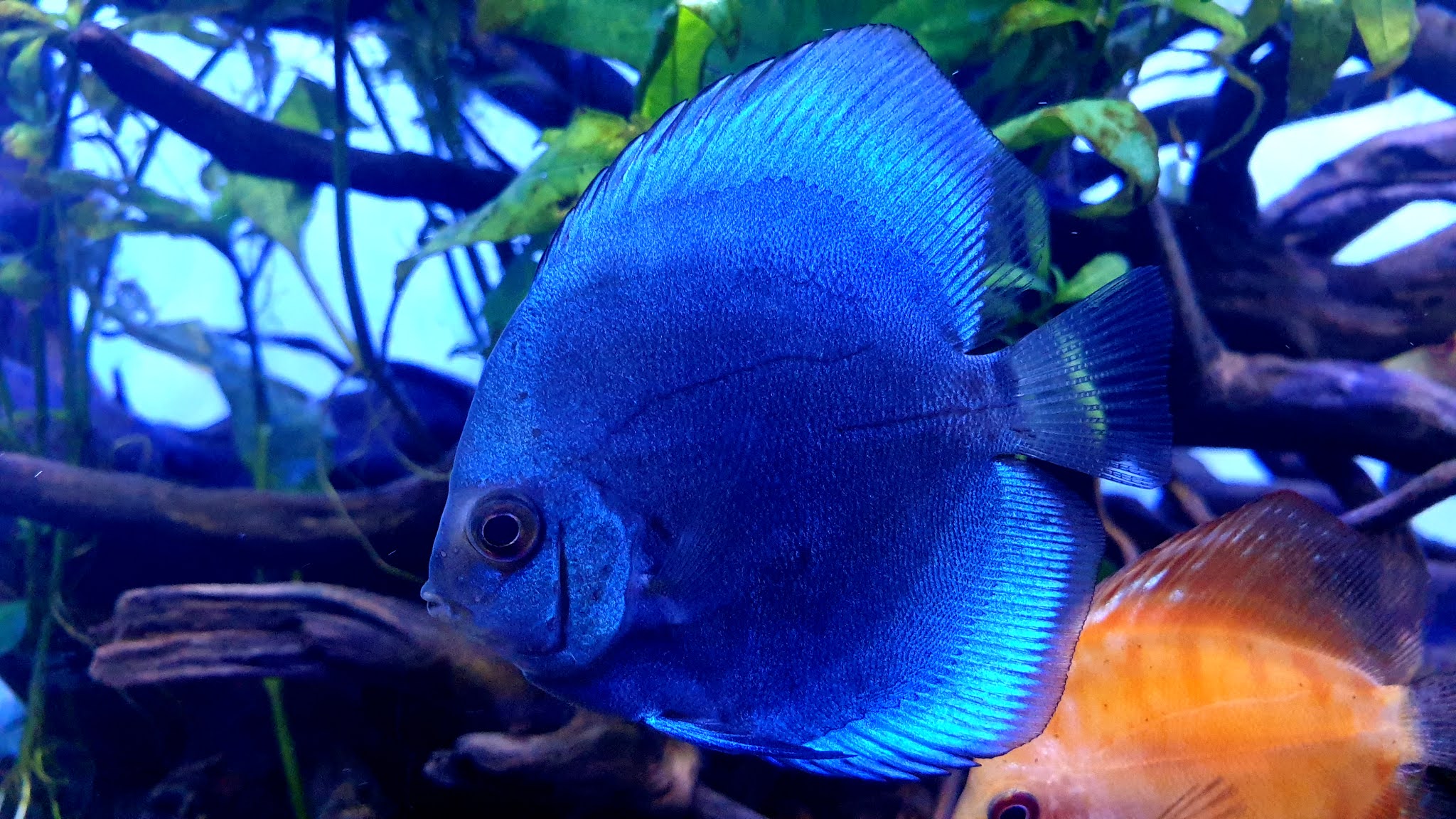 Discus Fish 4K HD Wallpapers