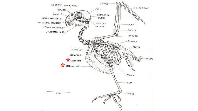 Rigging Asylum: Bird Anatomy - Skeletal