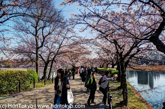 HdriTokyo: Cherry Blossoms along the Promenade through Shinobazu Pond