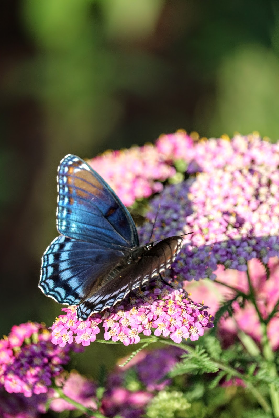 Red-spotted purple (limenitis arthemis astyanax) - Butterfly 2