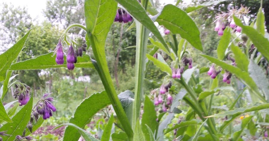 Gavezova mast po recepturi Marije Treben