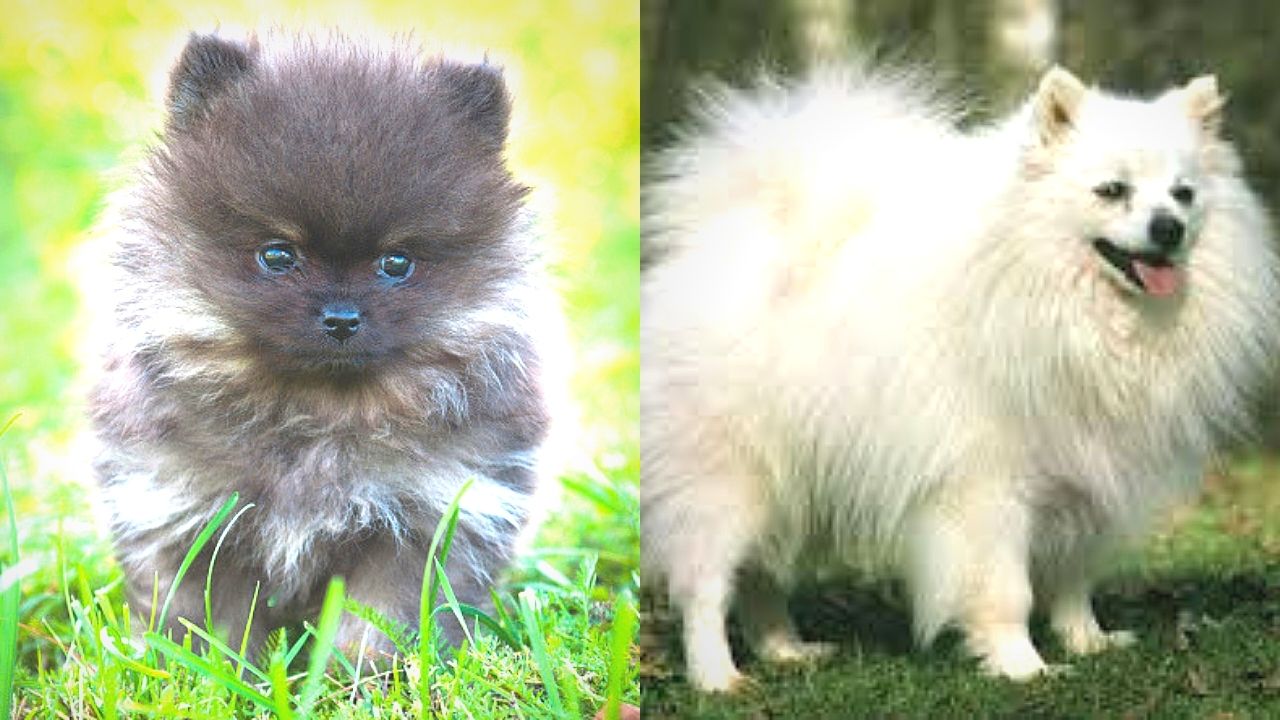 La couleur de Spitz nain change de la naissance à la maturité