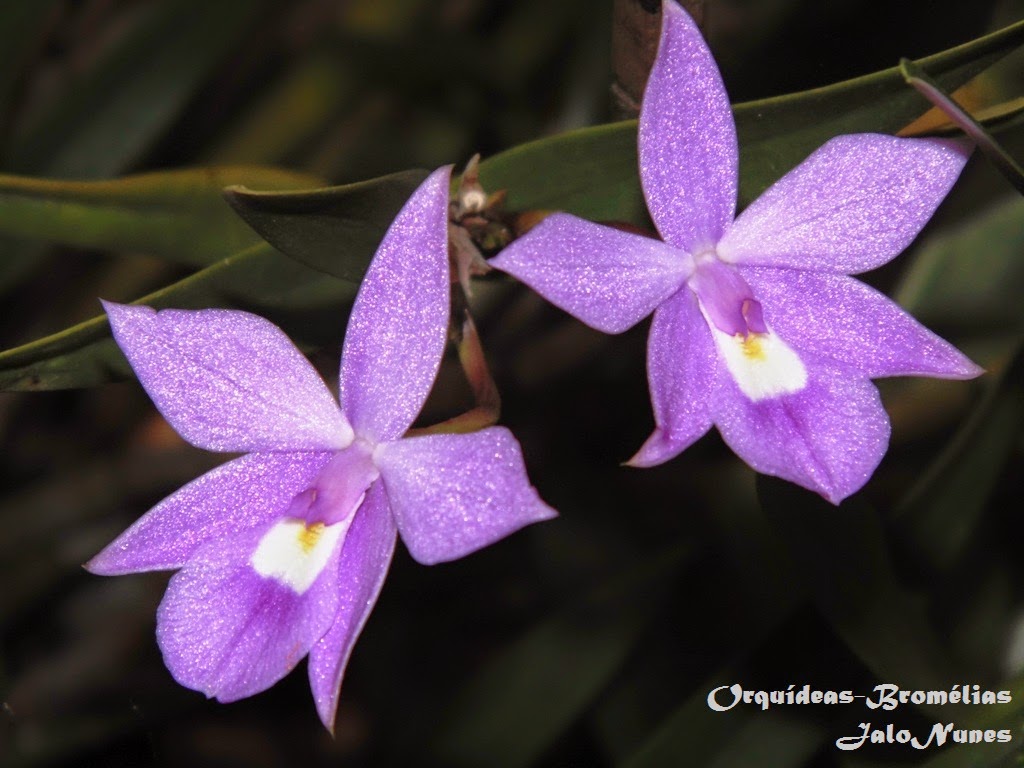 ORQUÍDEAS * BROMÉLIAS: Dimerandra Emarginata - flores 2014