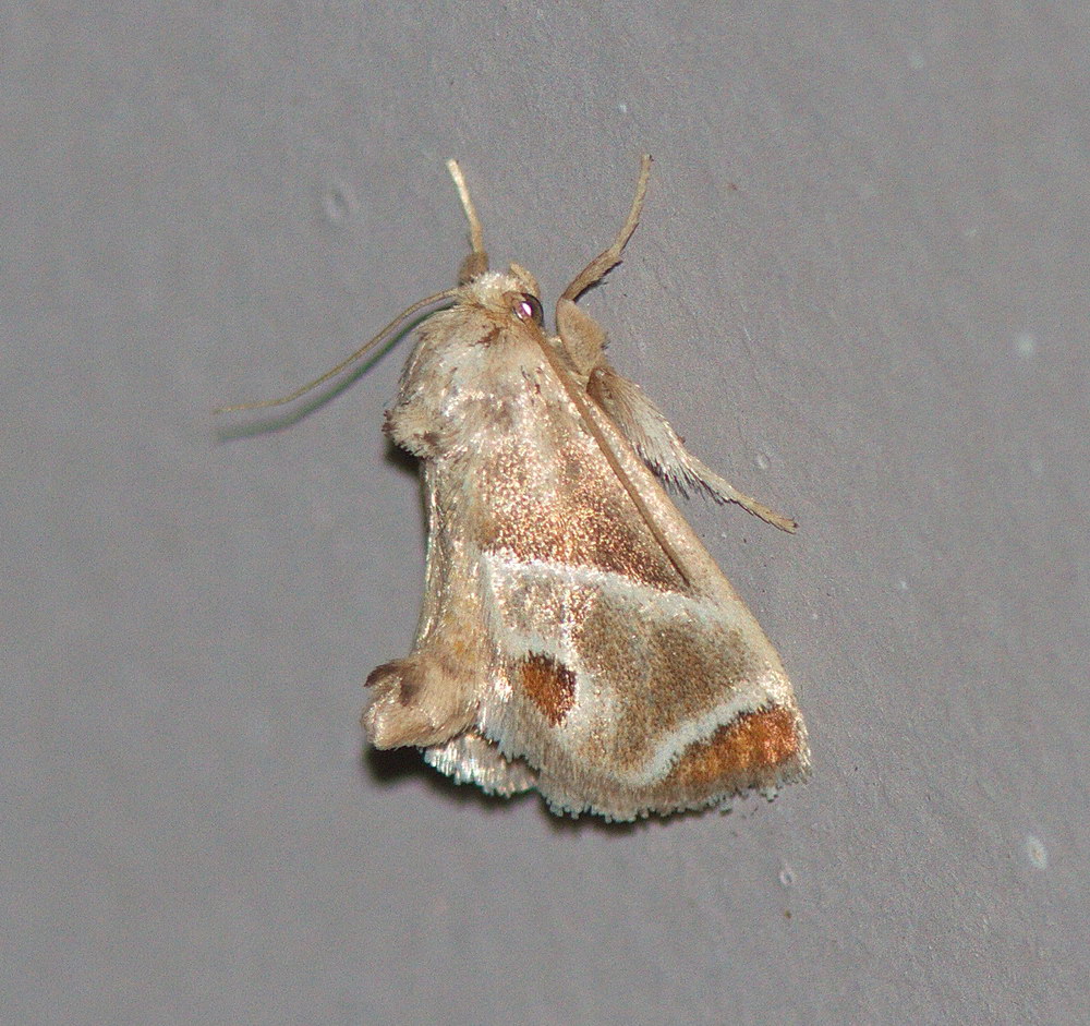 Moths of Cape May County: Shagreened Slug Moth (4669)