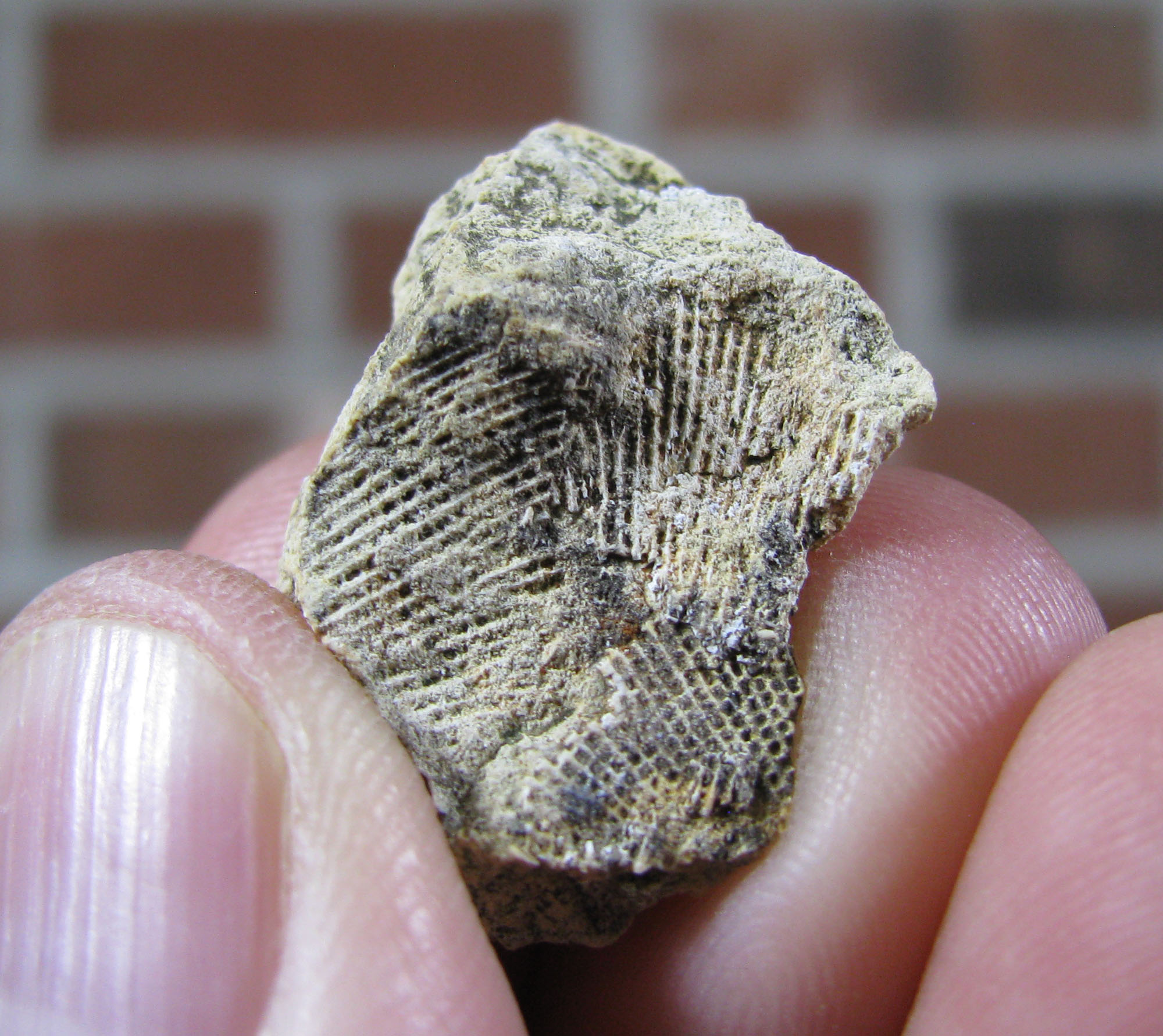 Views of the Mahantango: Fenestellid type bryozoans from the ...