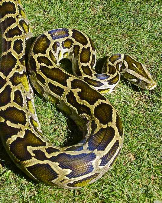 the man cave: Burmese Python