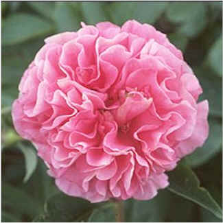 Carnations Flower: The Incarnation of God Made Flesh | Flowers