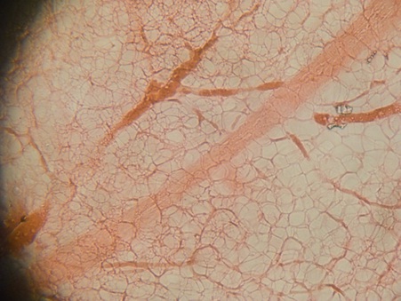 Metode Pembuatan Preparat Rentang Mesenterium - JURNAL KU
