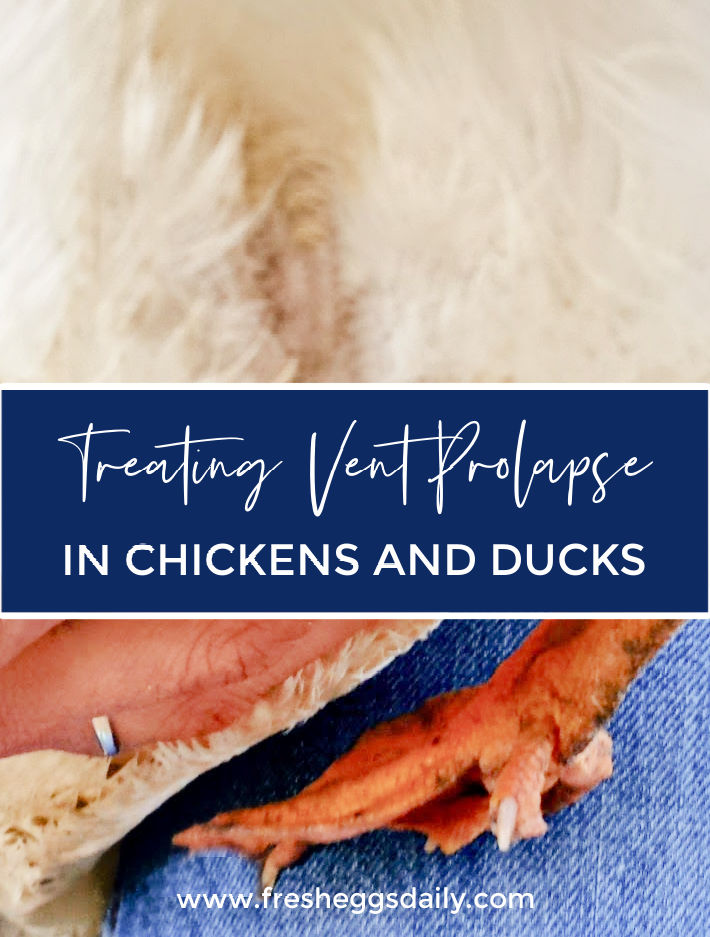 Treating Vent Prolapse in Chickens and Ducks - Fresh Eggs Daily® with ...