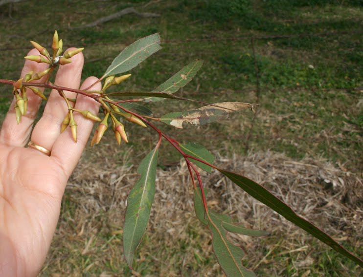 Toowoomba Plants: Forest Redgum