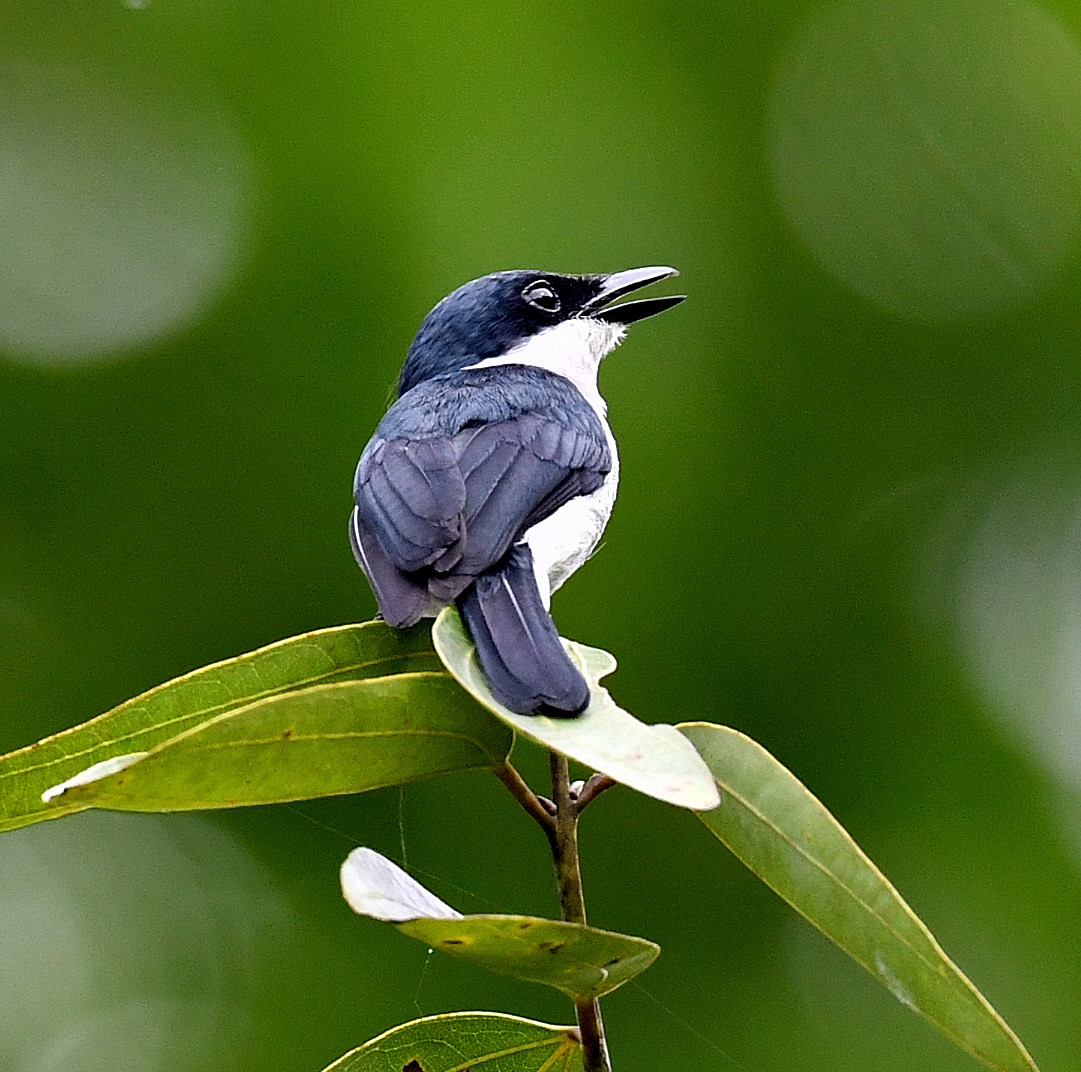 The Life Journey in Photography: Black-winged Flycatcher-shrike @ Taman ...