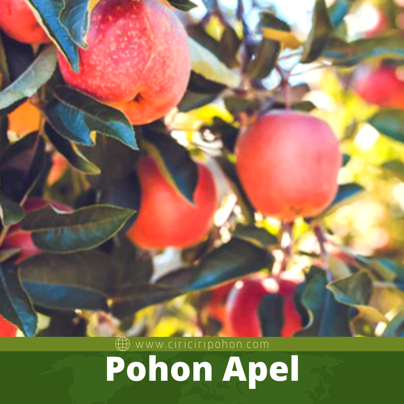 Teknik Pembibitan Pohon Apel yang Dapat Anda Lakukan - Ciriciripohon.com