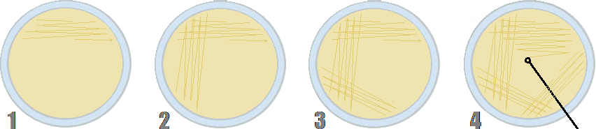 homebrewingcondor: Strisciare una Piastra