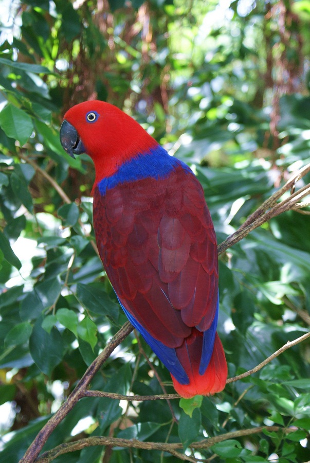 Eclectus Bird