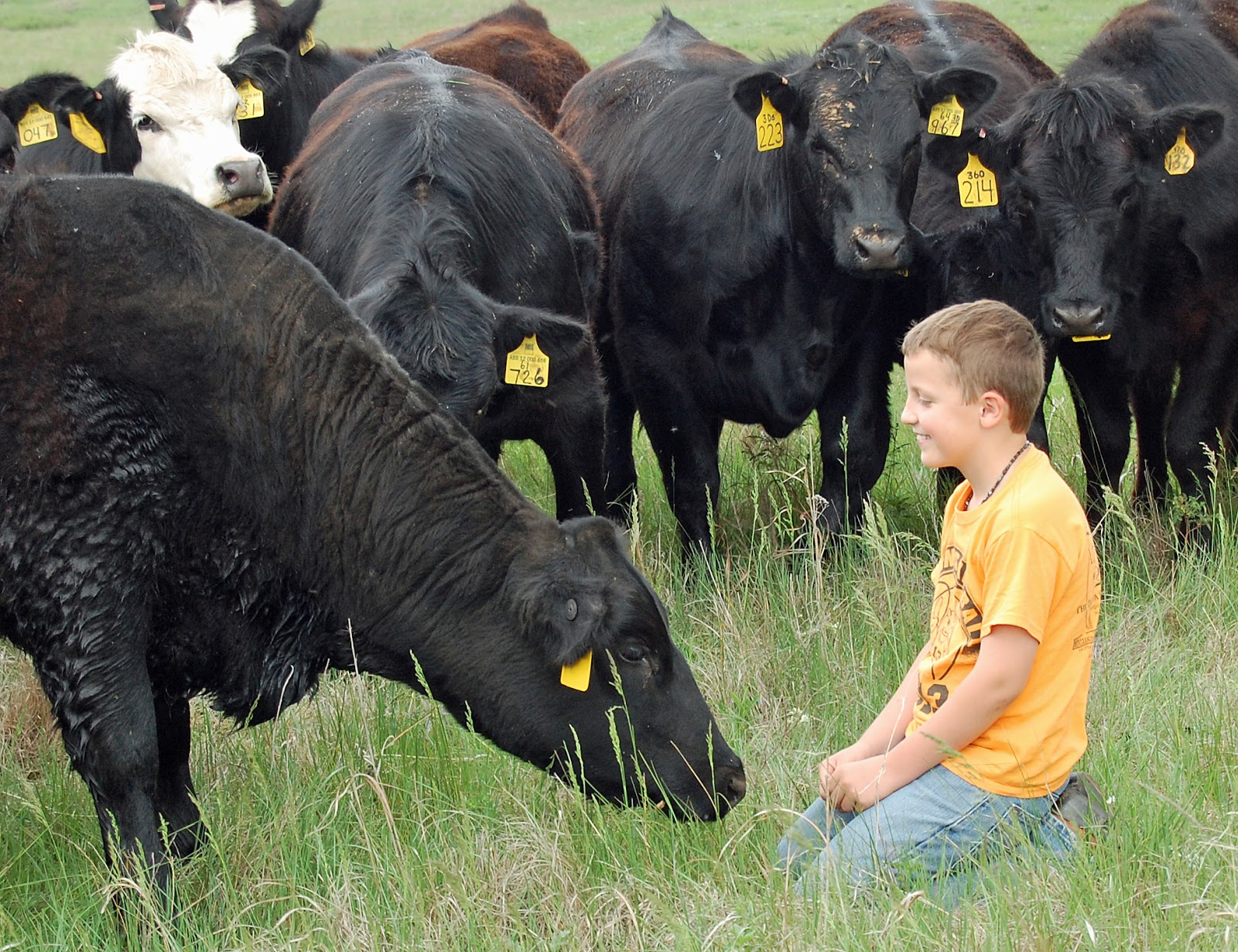 Peters Cattle: Checking Cattle