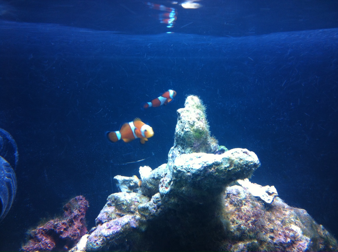 Primeros peces en el acuario de arrecife marino | El Blog de las Piscinas