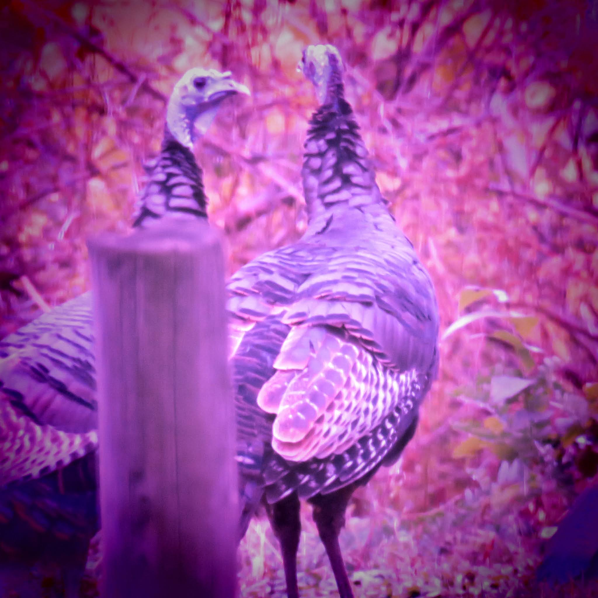 Lessons from the Lamp Post: Lesson 668: Change is Pretty