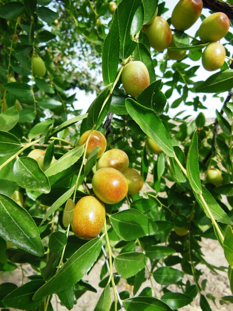 No le digas a mi madre que estoy haciendo fotos: Azufaifa, fruto del ...