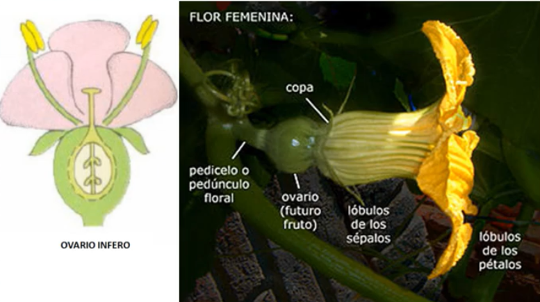 BLOG PARA MAESTROS Y ESTUDIANTES: Partes de la Planta: EL FRUTO